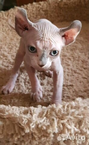 Малыши и малышки эльфики