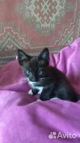 Котенок