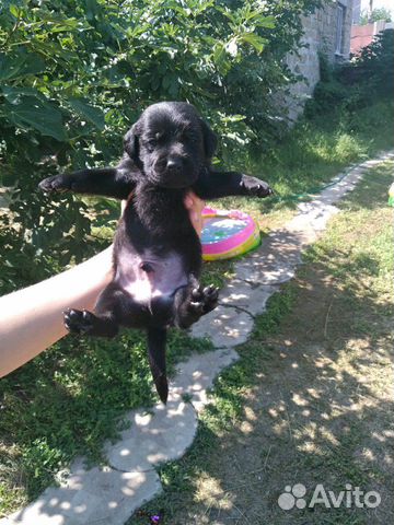 Лабрадор-ретривер щенки.милые пушистые друзья