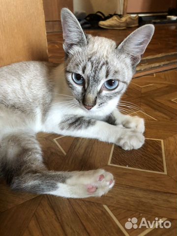 Отдам в добрые руки