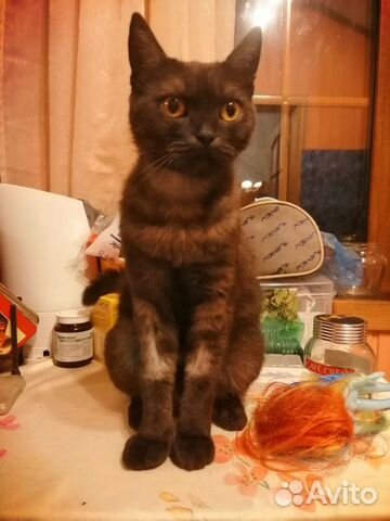 Кошка Скрипка ищет дом