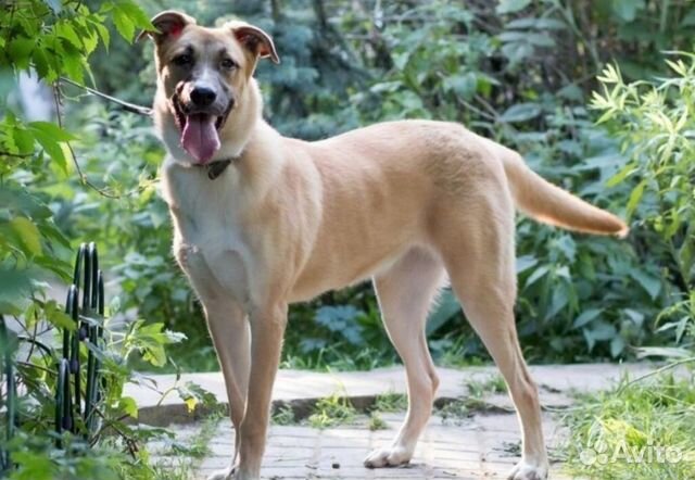 Дели 1,5 года в добрые руки