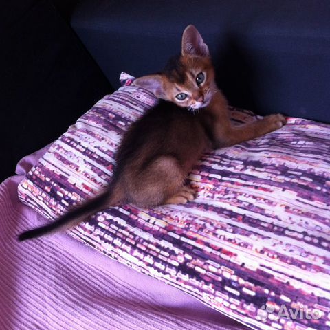 Абиссинский принц