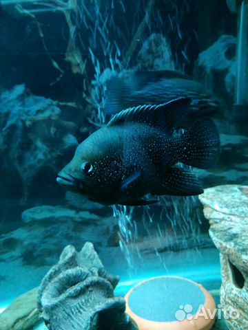 Паратиляпия Поллена