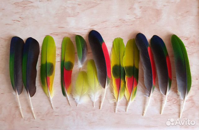 Перья попугая Амазона для творчества