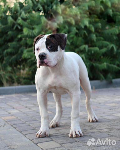 Щенок американского бульдога