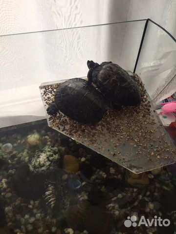 Продам двух черепах