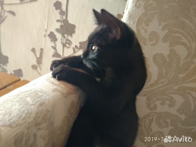 Классические черные котята