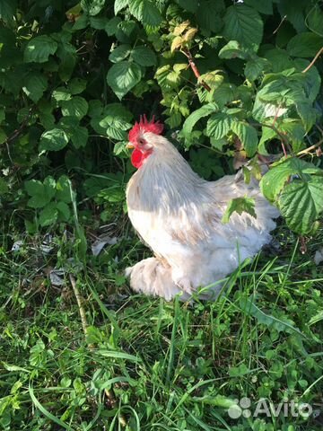 Карликовый кохинхин , окрас порцеляновый голубой