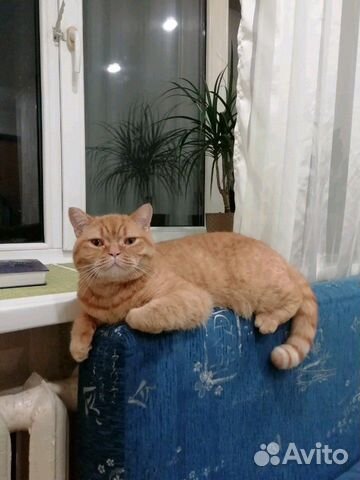 Кот Паштет