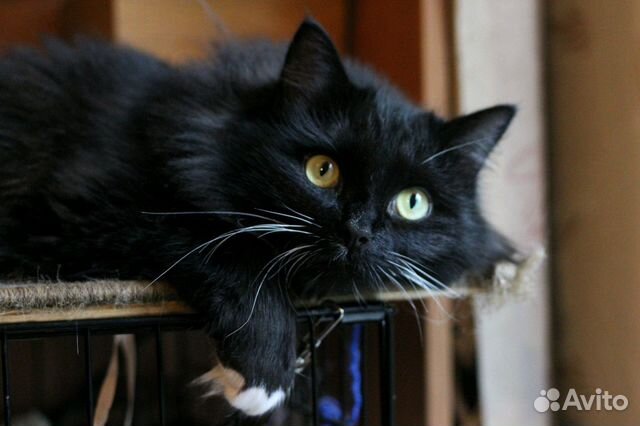 Юная кошечка Есения