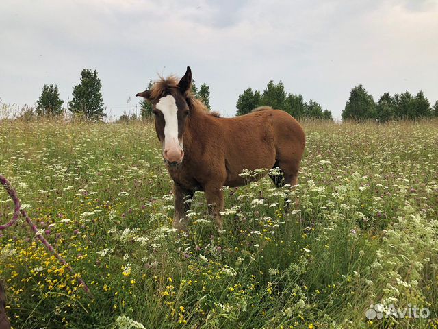 Продаётся кобылка