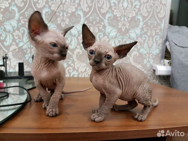 Котята канадского сфинкса