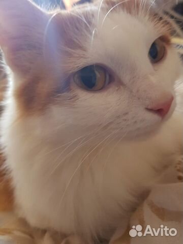 Помогите найти кошку