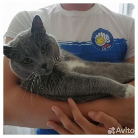 Грей в добрые руки