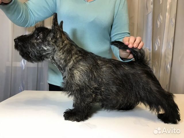 Щенок шотландского терьера