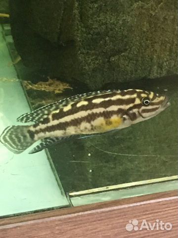 Юлидохромис Марлиера