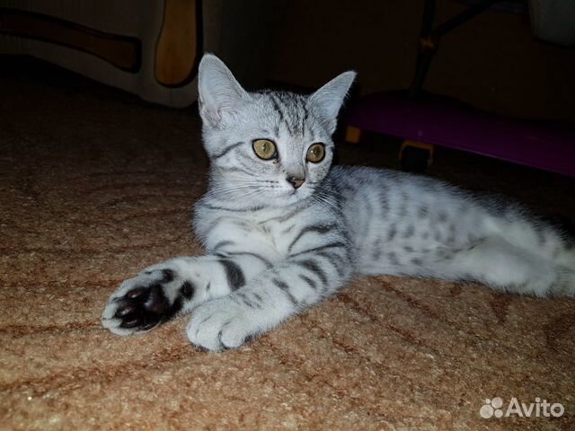 Шотландский котёнок