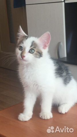 Красивый котик в дар