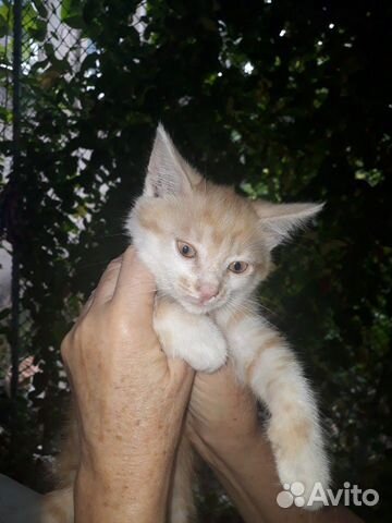 Отдам в добрые руки котят