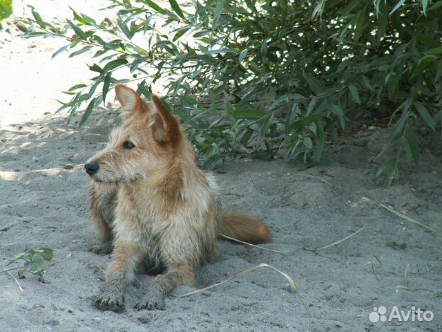 Щенок ищет дом