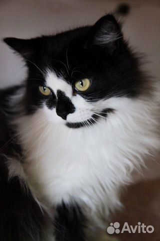 Котик Ганс ищет мам и пап