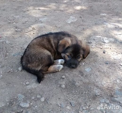 Малышата-щенки