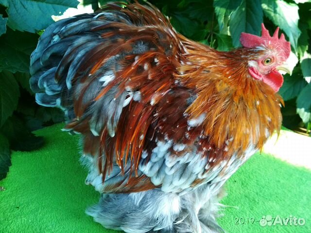 Семья карликовых кохов голубой парцелян 2+1