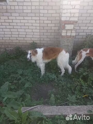 Отдам в хорошие руки, двух 2х годовалых русских пс