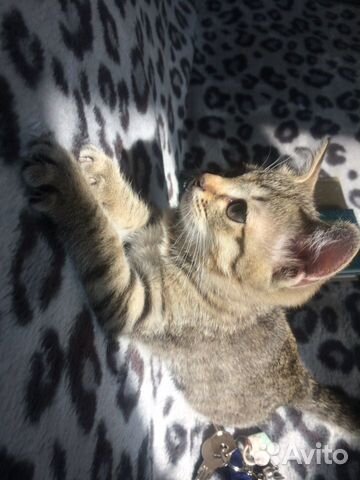 Кисуля-игруля