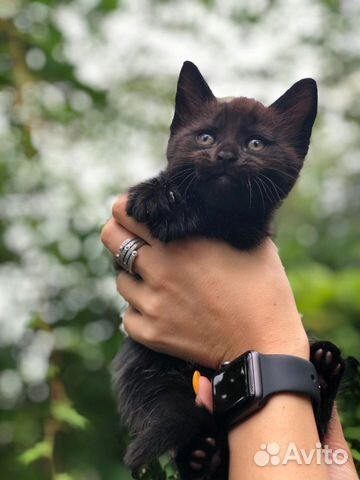 Отдаём котят-метисов от мамы мейн-куна. 2 месяца