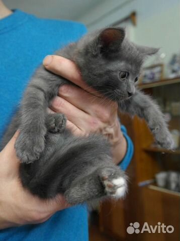 Котёнок-почти-бурундучонок