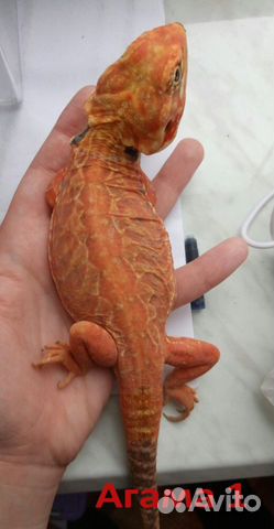 Агамы самцы силкбеки