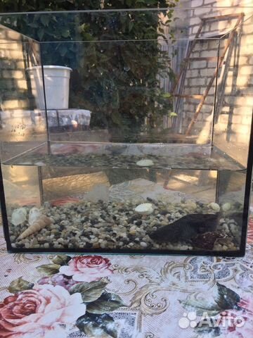 Аквариум с аксолотлем на 6 л