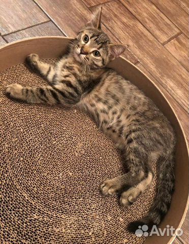 Ищет семью шикарный котенок девочка Таша