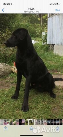 Отдам в добрые руки