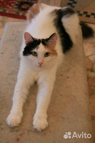 Кошка Глаша