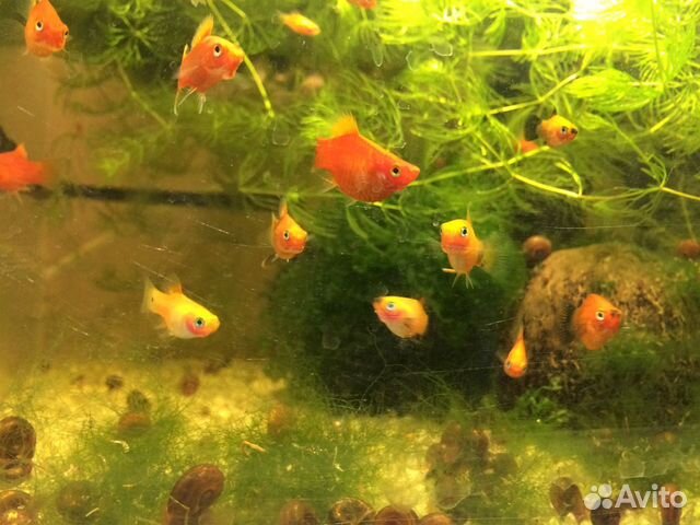 Аквариум 100л с рыбками
