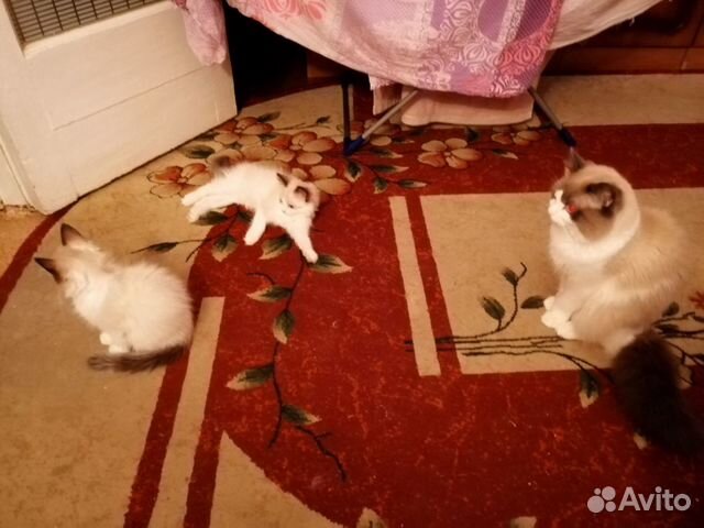 Милые куколки от шикарных родителей