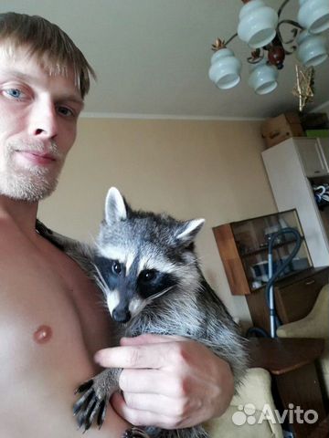 Енотик подросток (4.5 месяца)