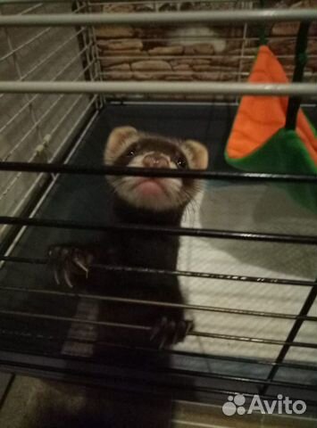 Хорек в добрые руки