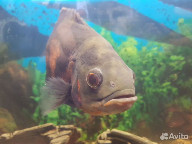 Астронотус