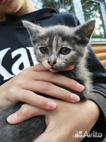 Котя