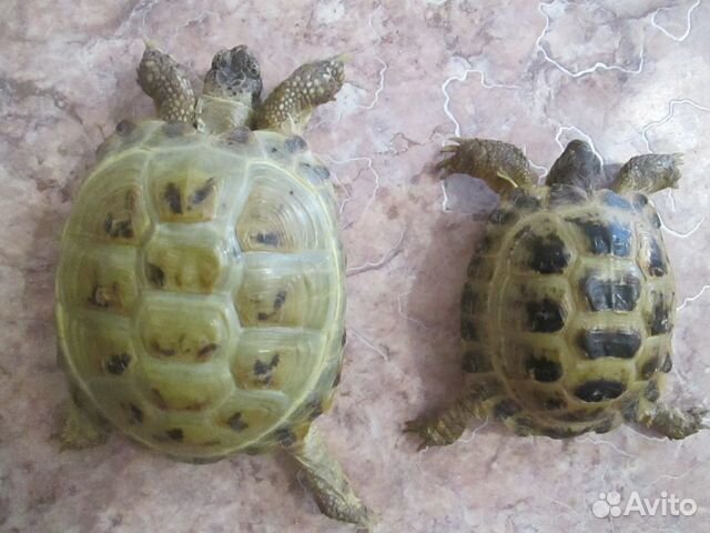 Сухопутные черепашки