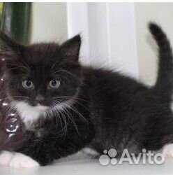 Котенок в добрые руки
