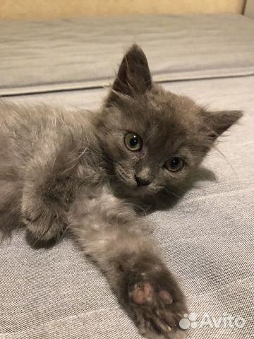 Красавица Триша 2 мес (помесь британца)