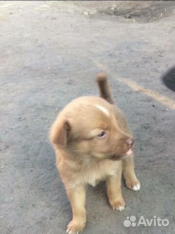 Щенки умнейшей дворняги в поисках дома