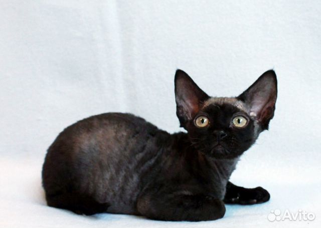 Зеленоглазое чудо