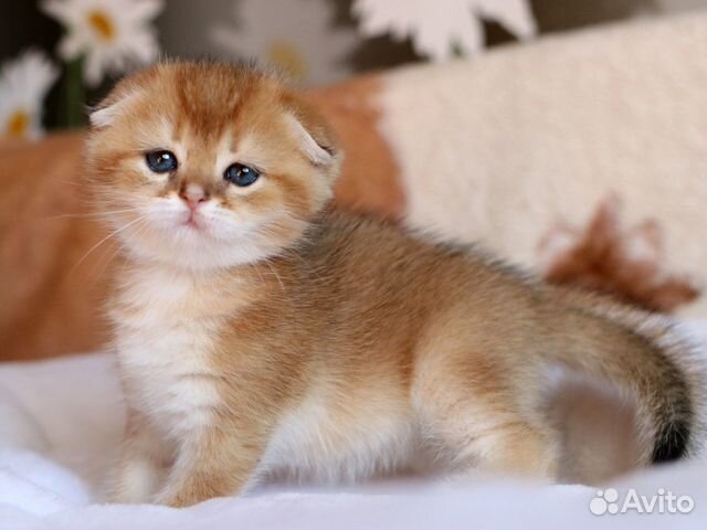 Шикарный котик фолд золотая шиншилла