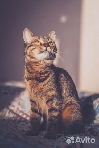 Кошка Софа ищет семью